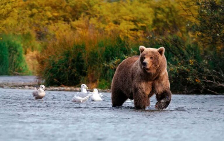 Holland America Line Launches New Alaska Wildlife Shore Excursion